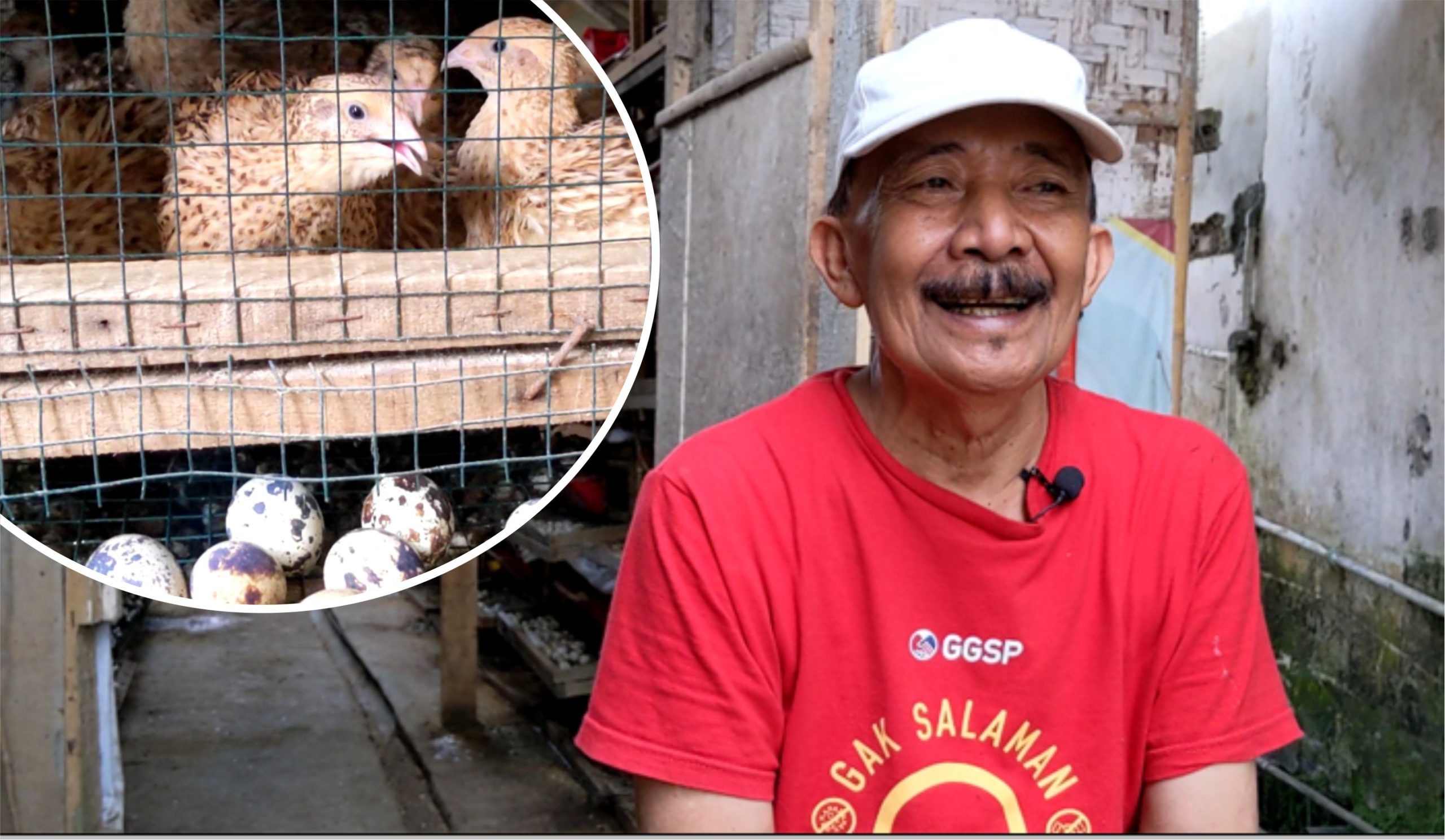 Awal 500 Ekor, Kini Otang Sukses Budidaya Puyuh Hingga Ribuan Ekor ...